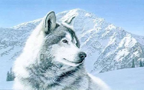 smiley-sima_ fotka - vlk polární